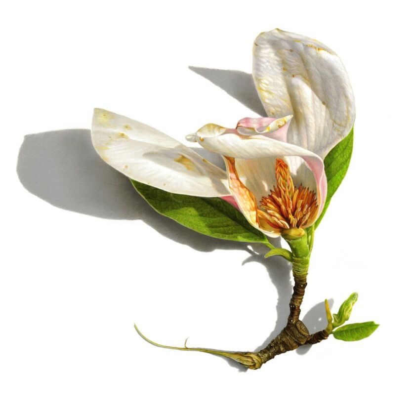 David Morrison: colored pencil drawings of buds and leaves