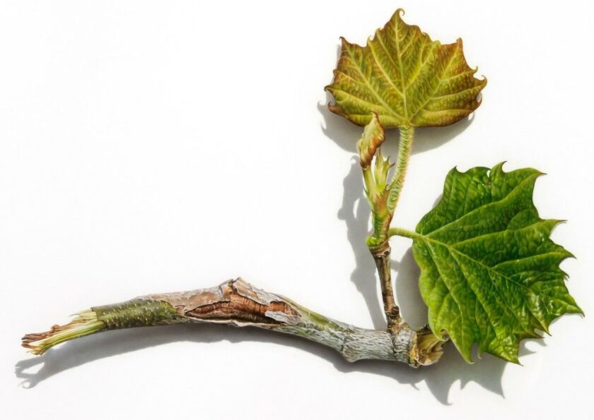 David Morrison's colored pencil art: a closer look at the fragility of ...