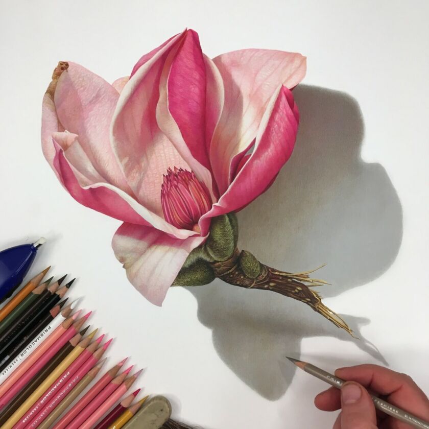 David Morrison's colored pencil art: a closer look at the fragility of ...