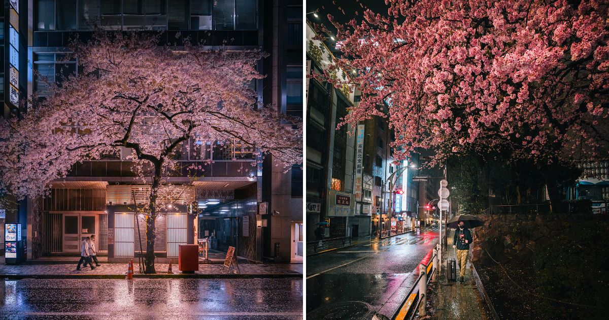Tokyo in the Rain: Spring Scene, a fascinating photography series by Kenta Hayashi — Visualflood ...