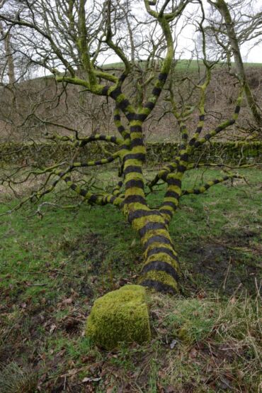 Andy Goldsworthy: ephemeral natural land art installations