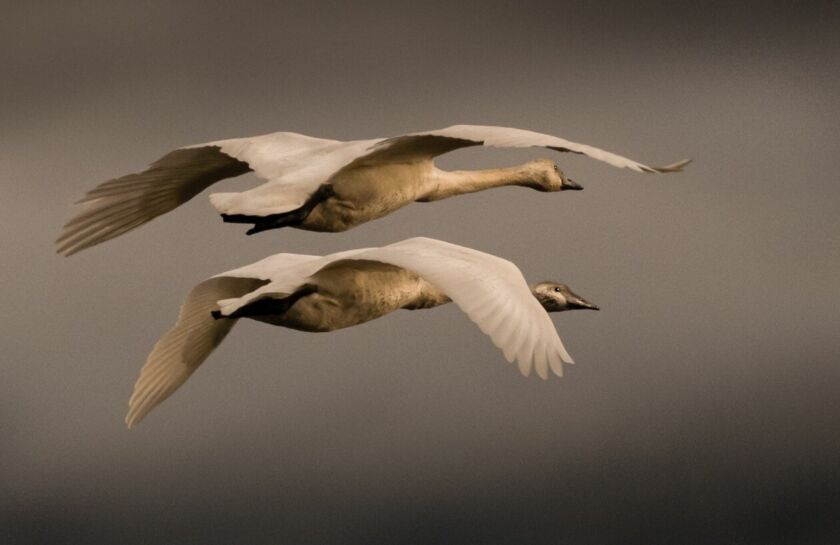 Darrel Rhea: fine-art bird portrait photography