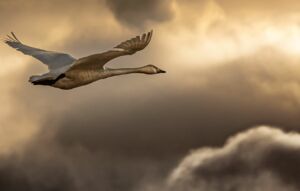 Darrel Rhea: fine-art bird portrait photography
