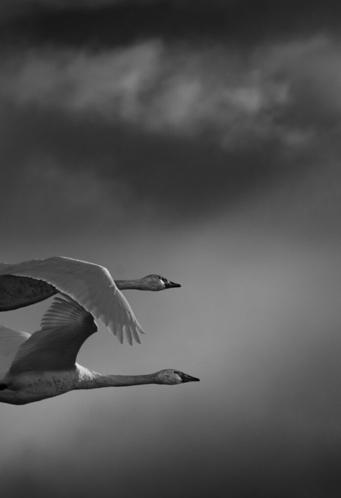 Darrel Rhea: fine-art bird portrait photography