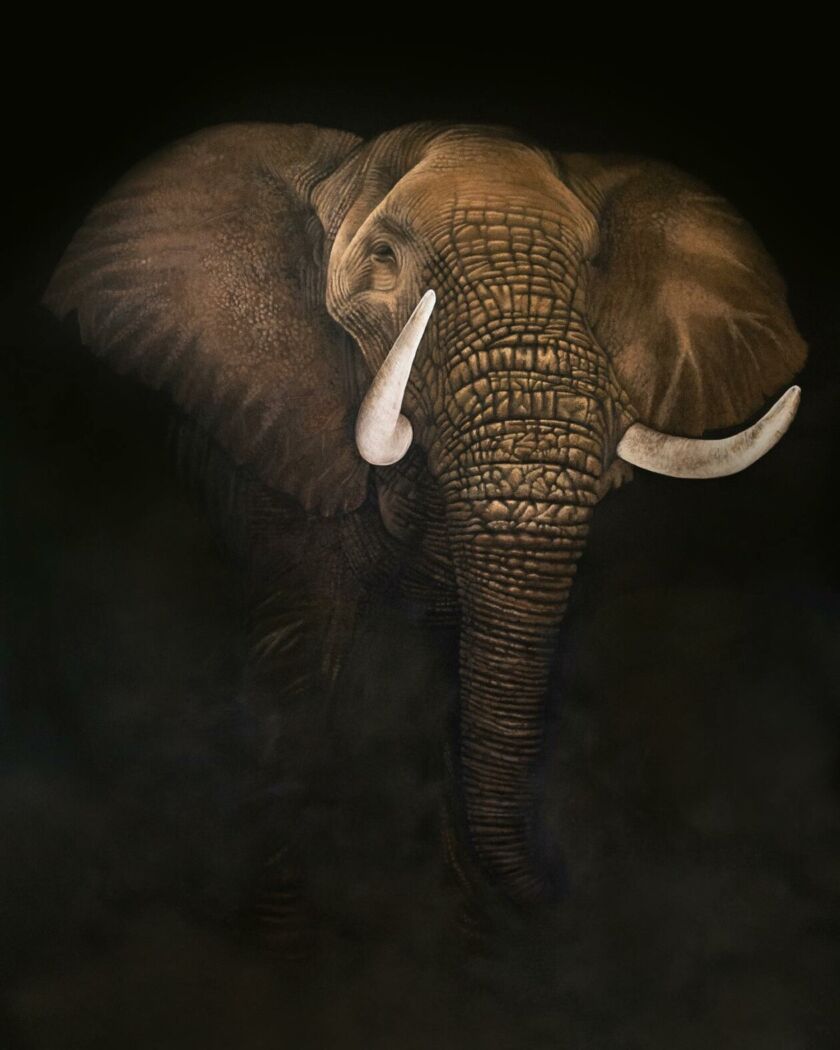 Sophie Green: hyper-realistic animal portrait paintings