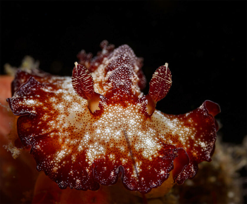 Unveiling the beauty of nudibranchs: stunning underwater photography by ...
