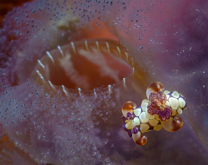 Unveiling the beauty of nudibranchs: stunning underwater photography by ...