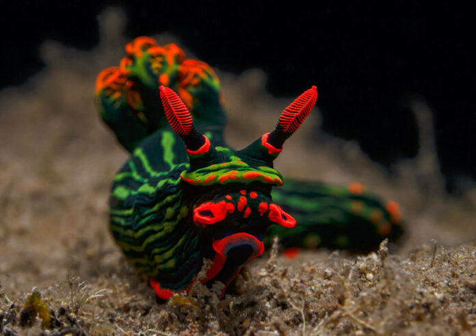Unveiling the beauty of nudibranchs: stunning underwater photography by ...