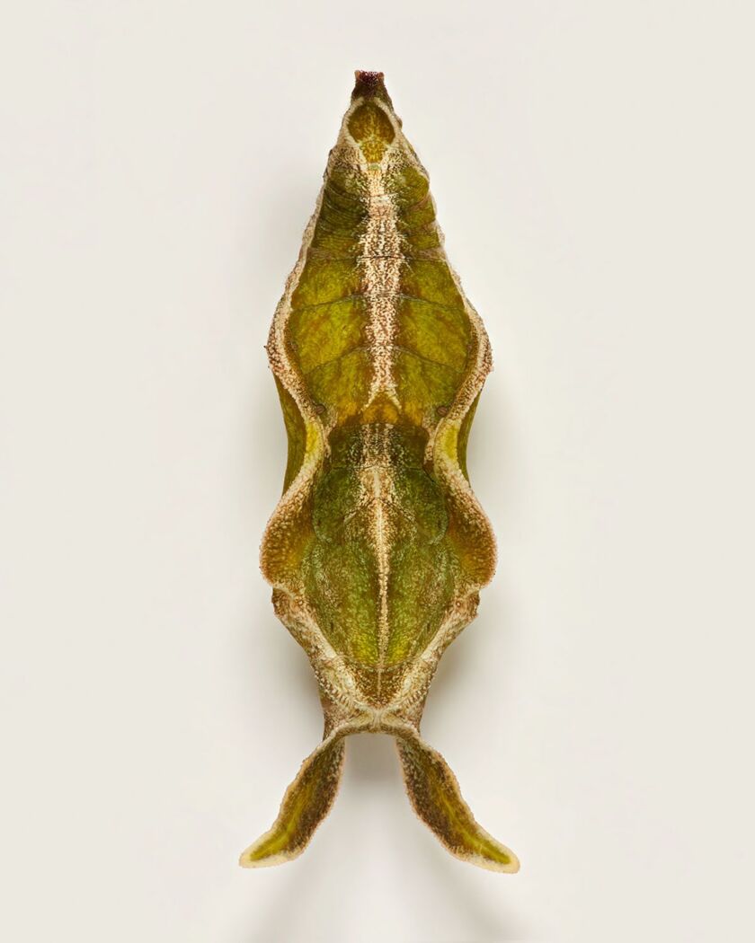Levon Biss: fascinating butterfly pupae photography