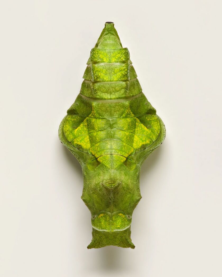 Levon Biss: fascinating butterfly pupae photography