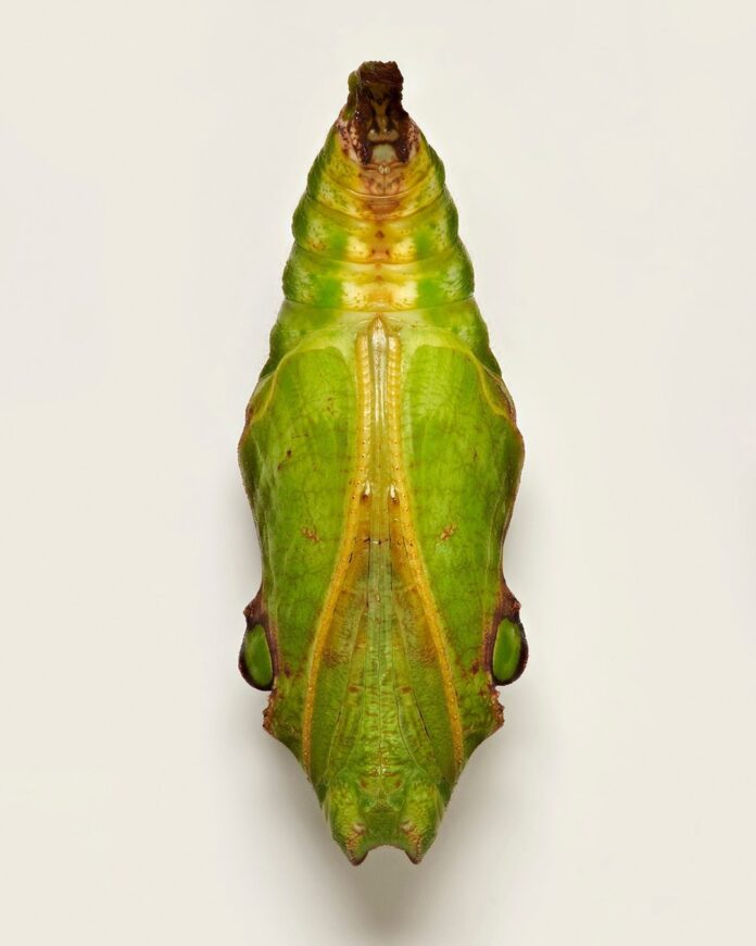 Metamorphosis captured: fascinating pictures of butterfly pupae by Levon Biss — Visualflood Magazine