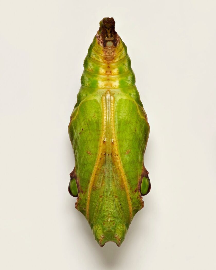 Levon Biss: fascinating butterfly pupae photography