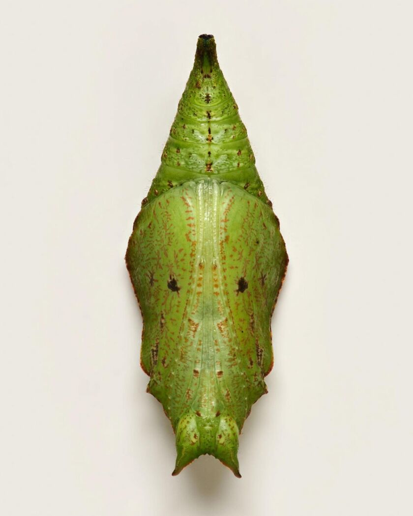 Levon Biss: fascinating butterfly pupae photography