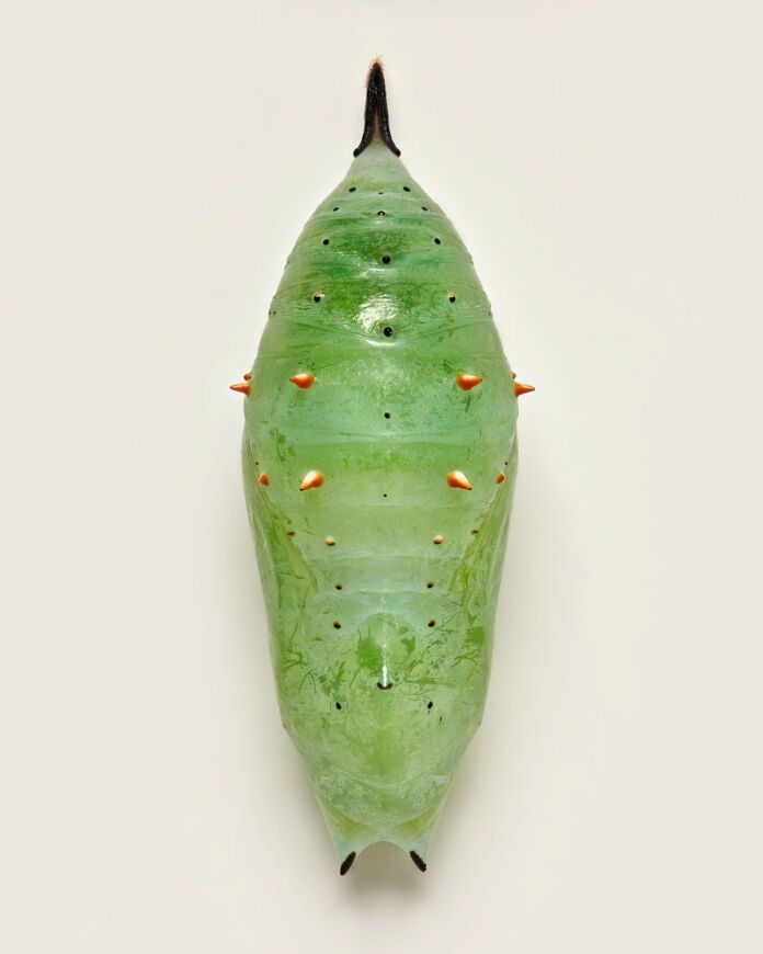 Levon Biss: fascinating butterfly pupae photography
