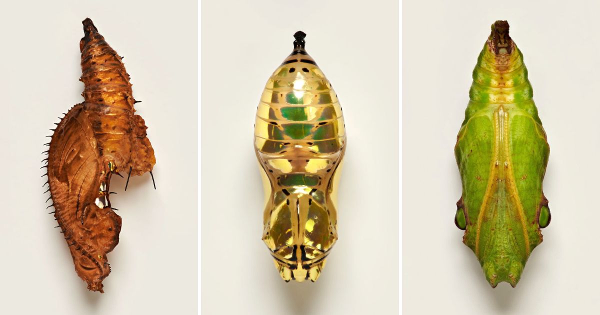 Levon Biss: fascinating butterfly pupae photography