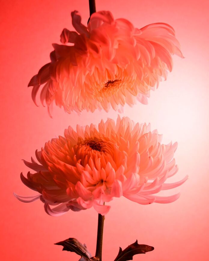 Deflowered: a mesmerizing floral photography series by William Josephs ...