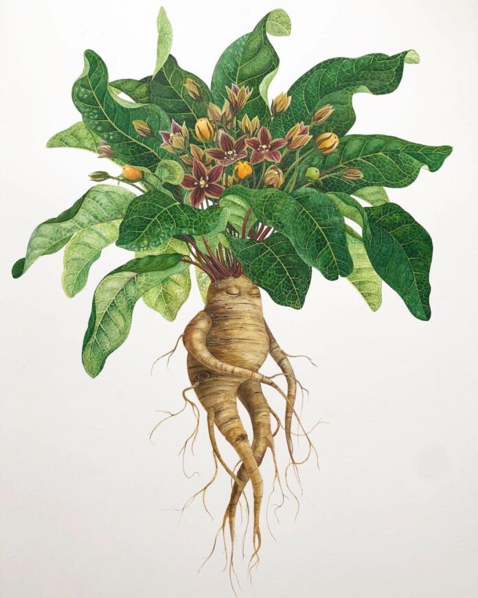 Georgina Taylor: surreal nature-inspired watercolor illustrations