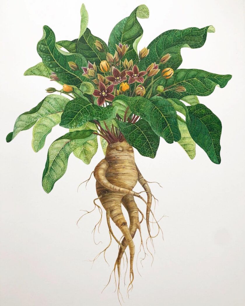 Georgina Taylor: surreal nature-inspired watercolor illustrations