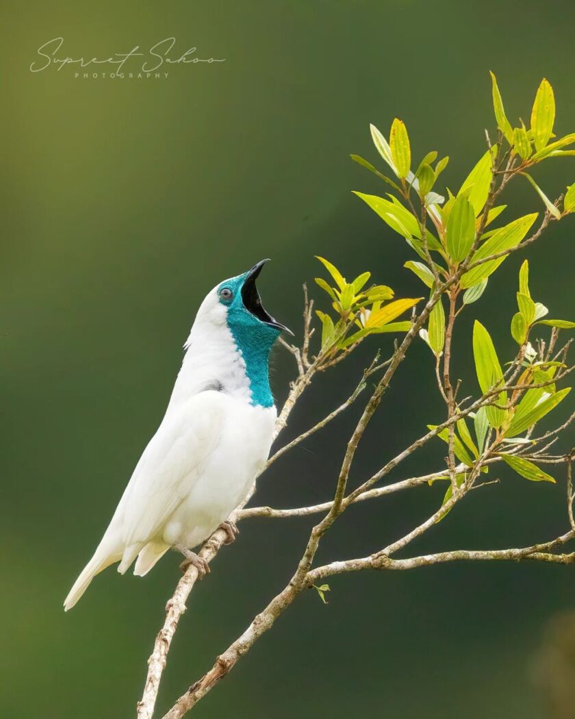 Supreet Sahoo: Latin American avian wildlife photography