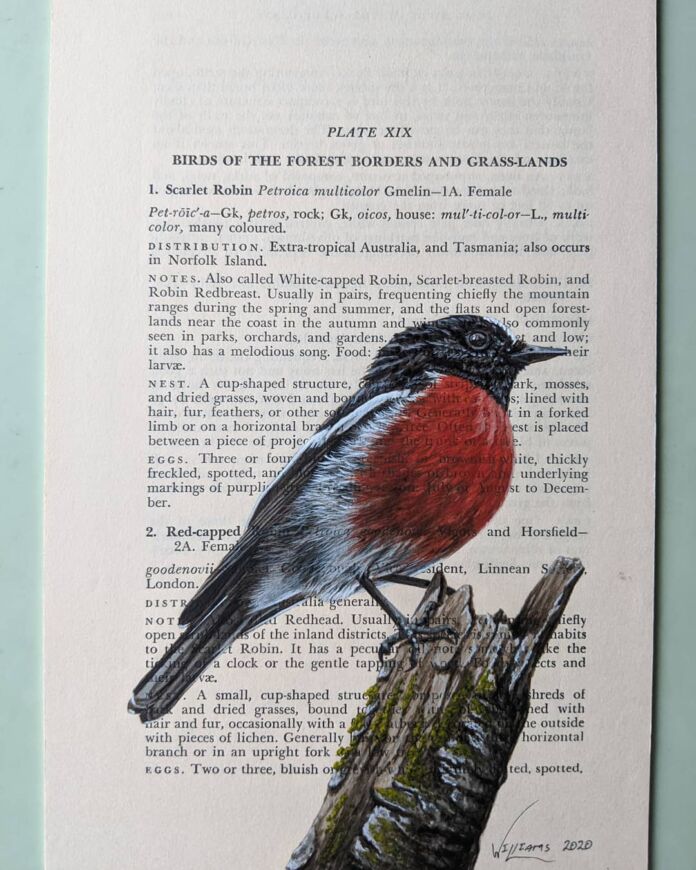 Craig Williams: birds painted on vintage book pages