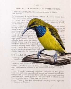Craig Williams: birds painted on vintage book pages