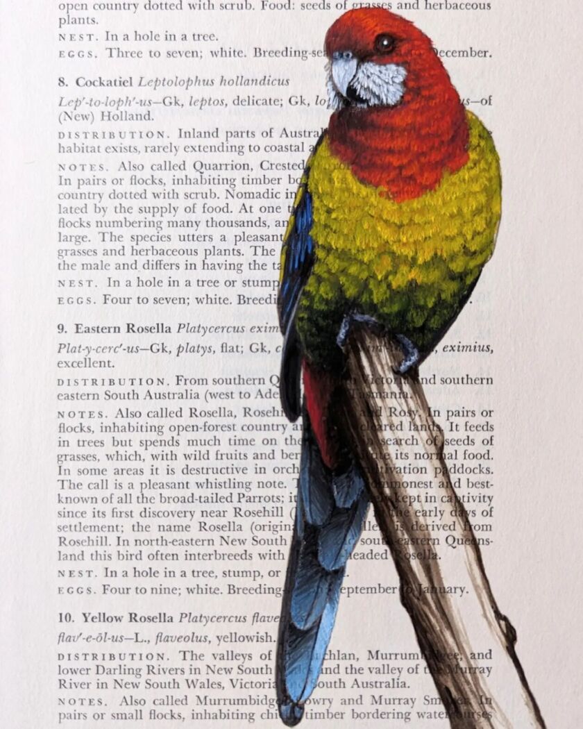 Craig Williams: birds painted on vintage book pages