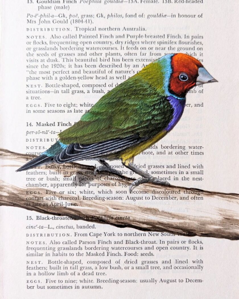 Craig Williams: birds painted on vintage book pages