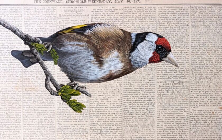 Craig Williams: birds painted on vintage book pages