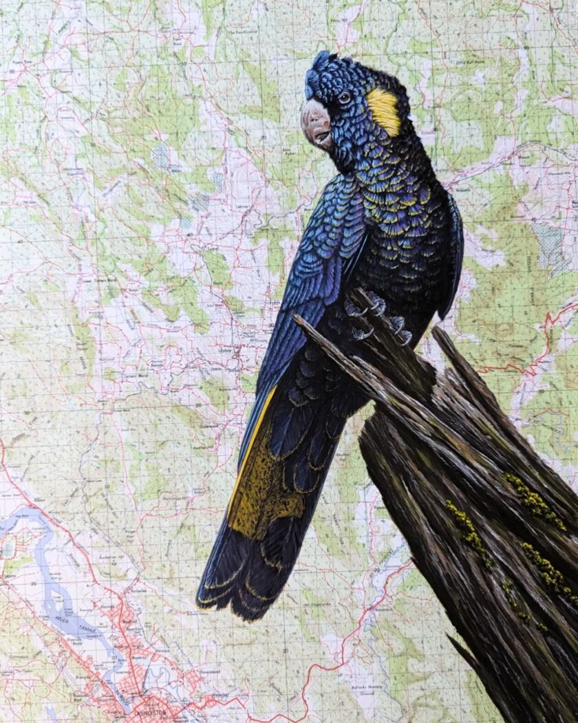Craig Williams: birds painted on vintage book pages