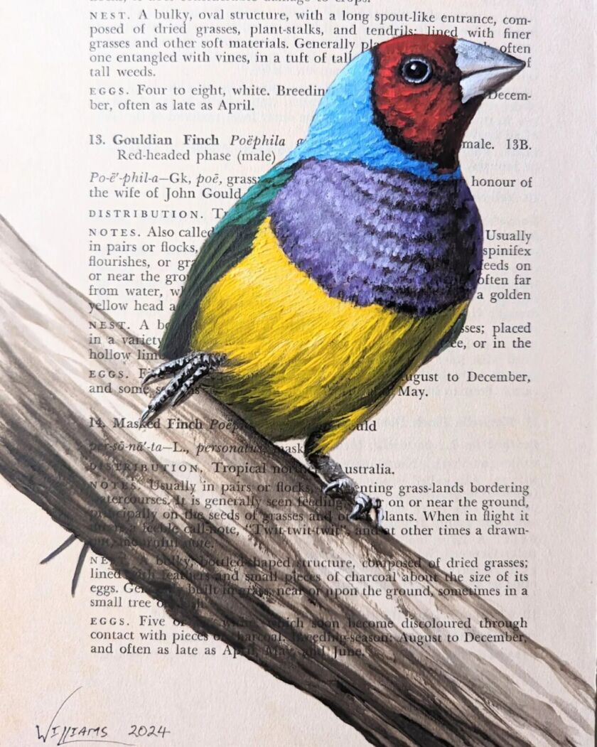 Craig Williams: birds painted on vintage book pages