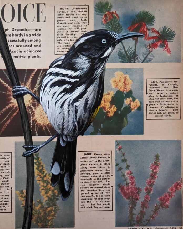 Craig Williams: birds painted on vintage book pages