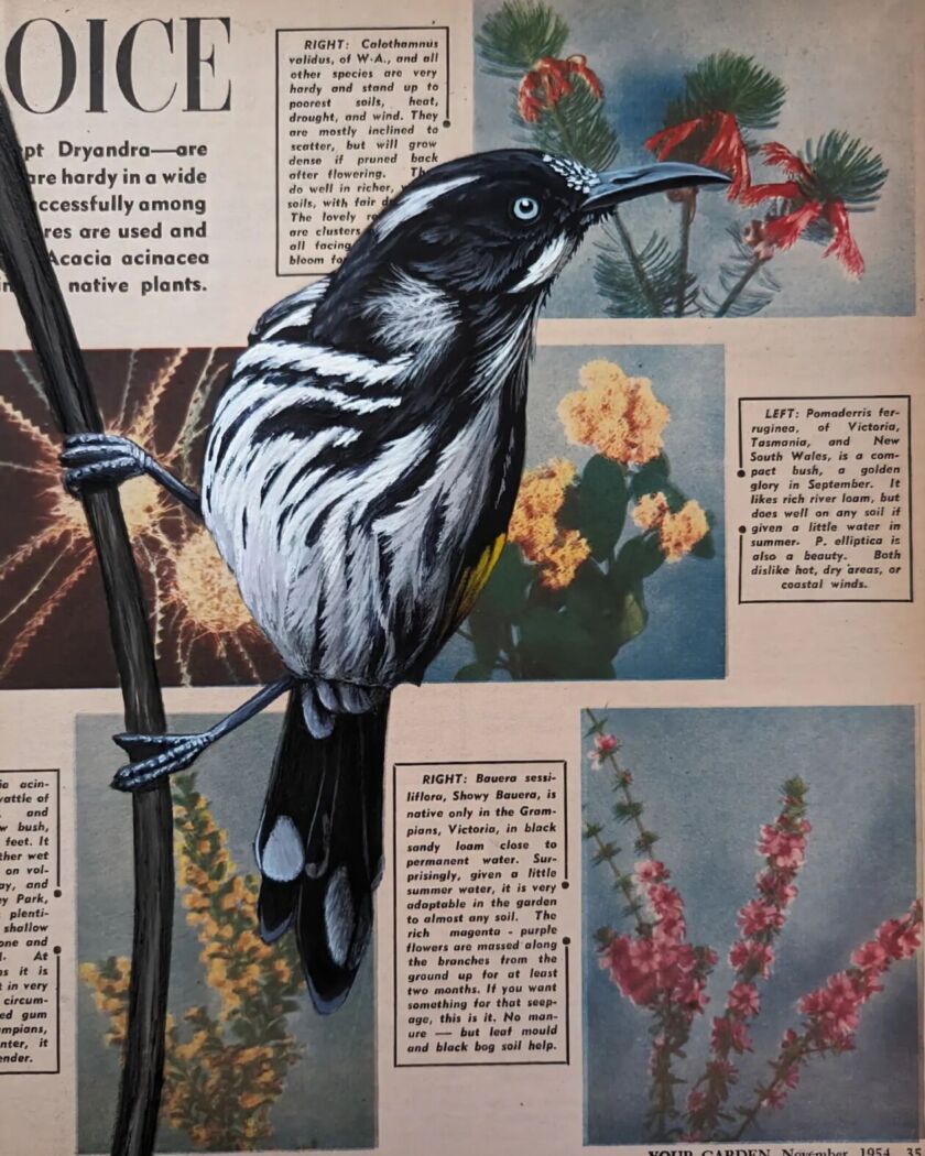 Craig Williams: birds painted on vintage book pages