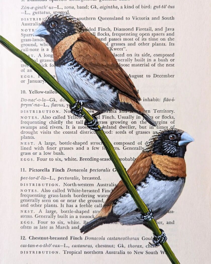 Craig Williams: birds painted on vintage book pages