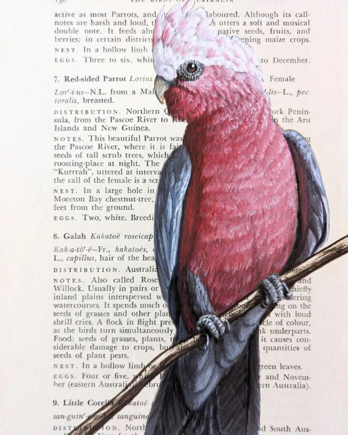 Craig Williams: birds painted on vintage book pages