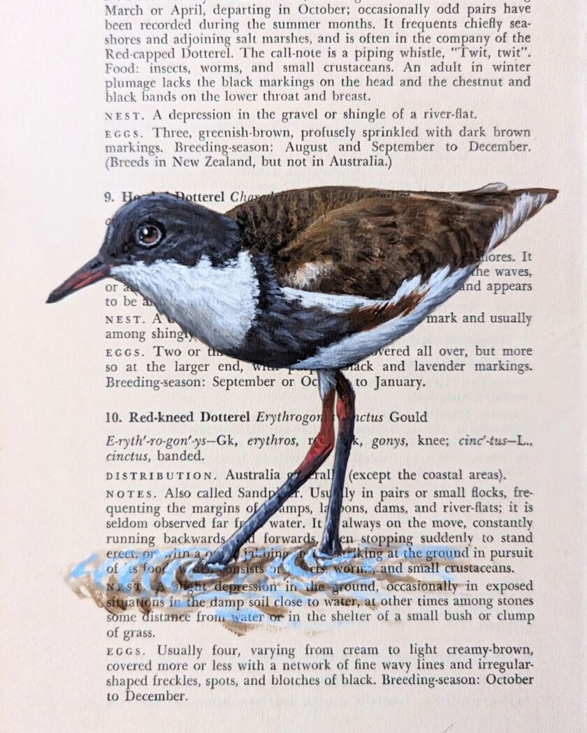Craig Williams: birds painted on vintage book pages
