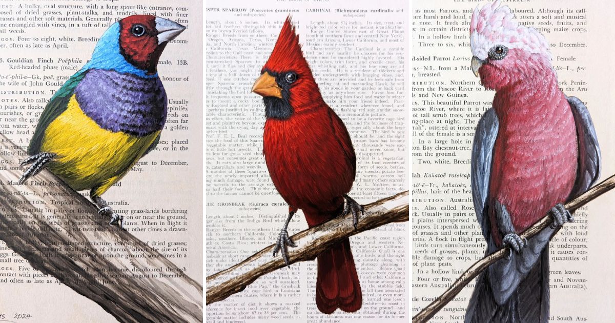 Craig Williams masterly paints birds from different species on vintage ...