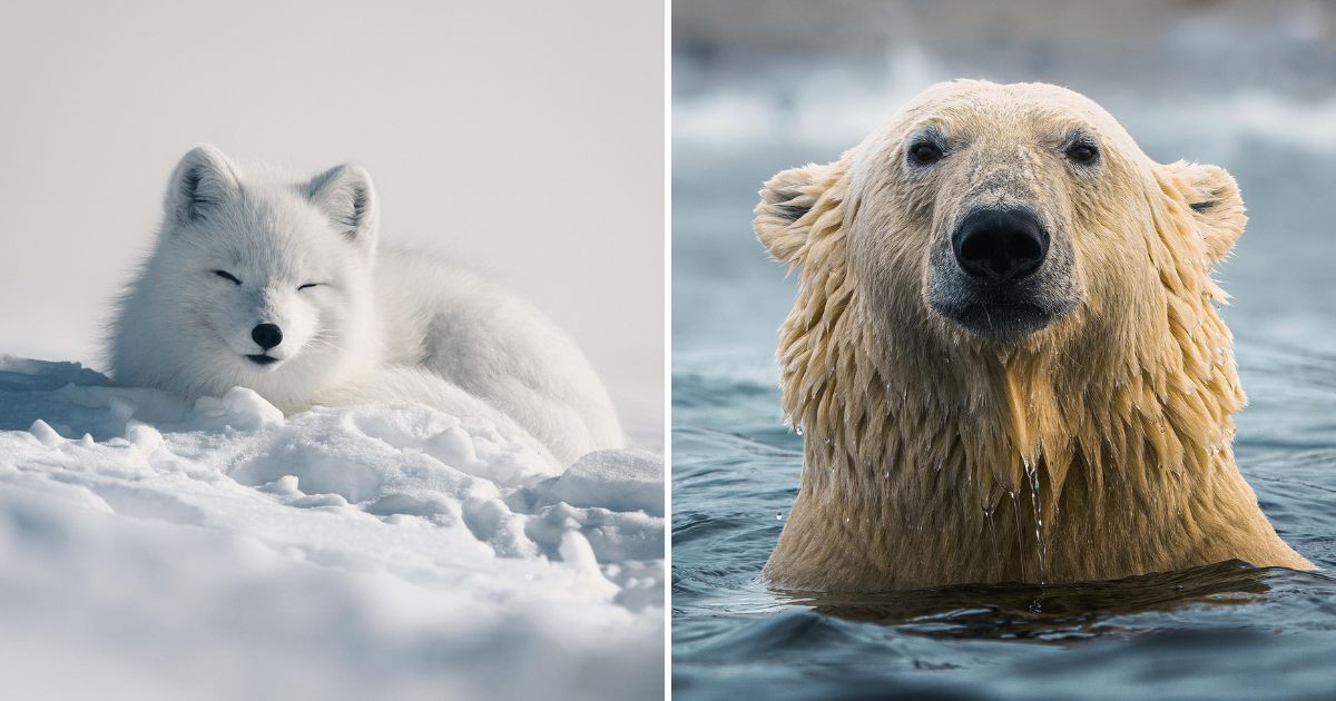 Beyond the frozen landscape: unveiling the Arctic's wildlife wonders ...