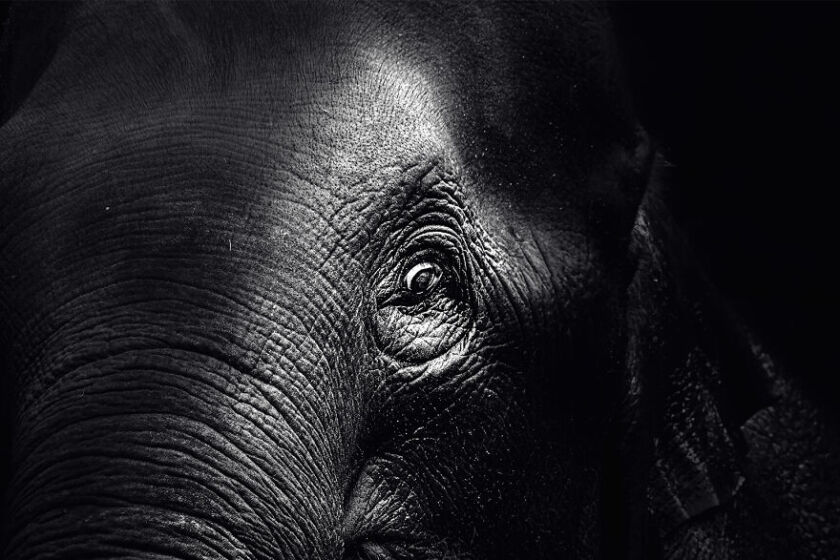 Mac So: close-up zoo animal eye portrait photography