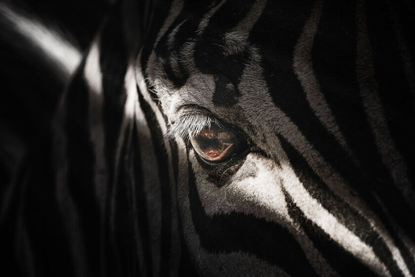 Mac So: close-up zoo animal eye portrait photography