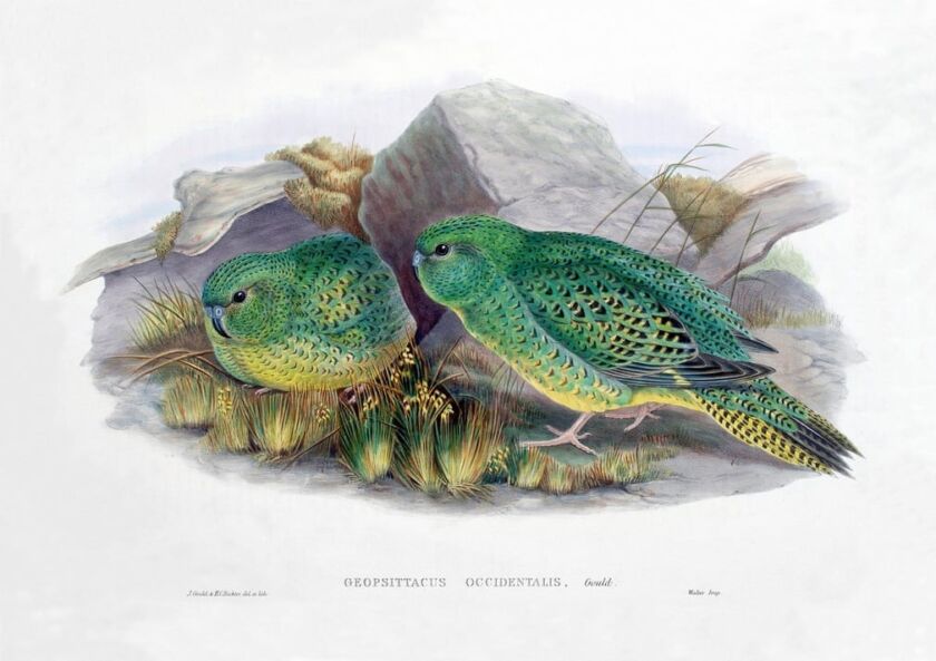 Elizabeth Gould: 19th-century Australian bird illustrations
