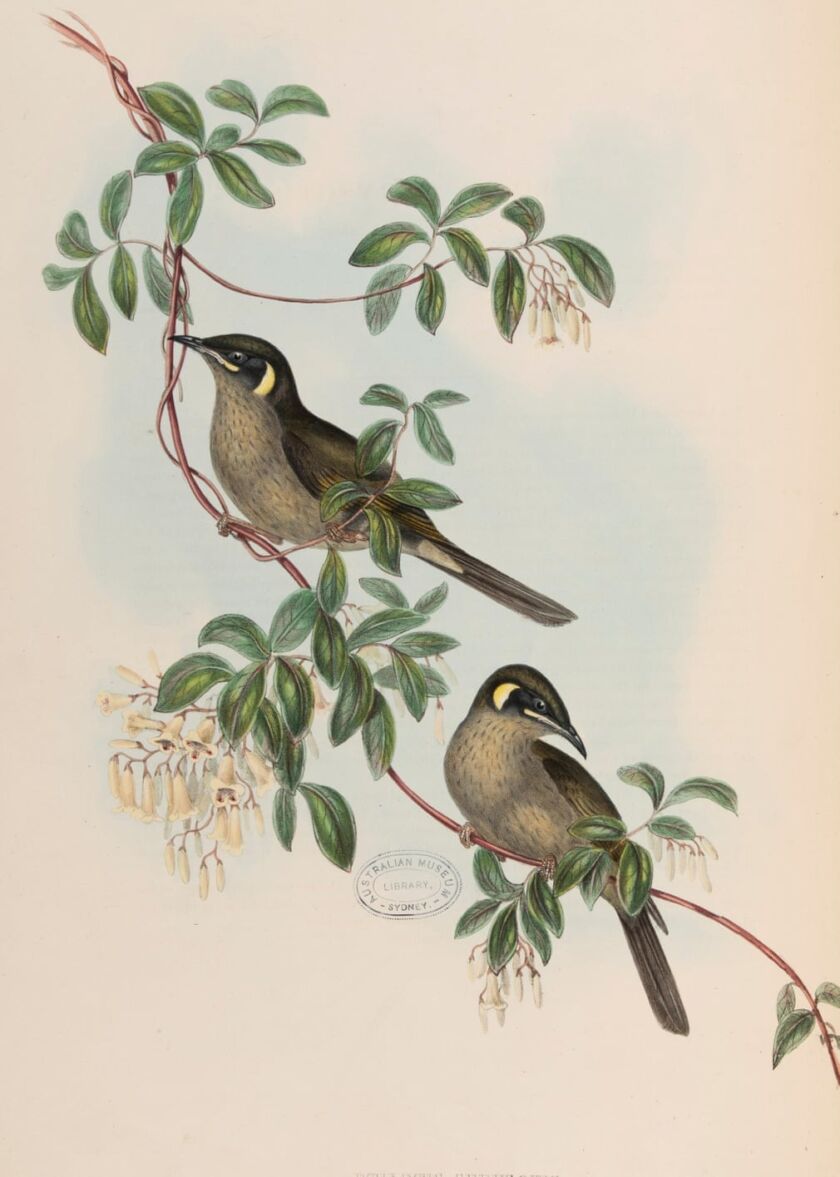 Elizabeth Gould: 19th-century Australian bird illustrations