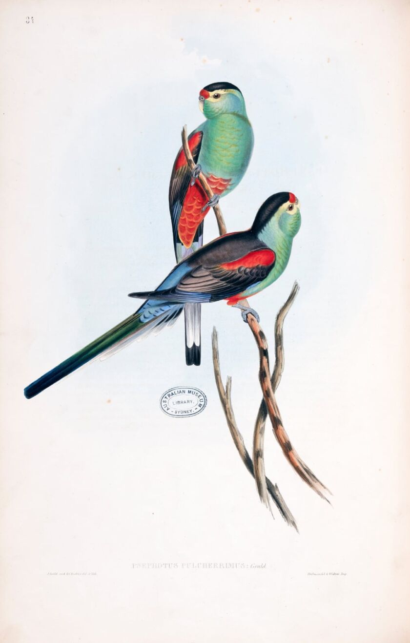 Elizabeth Gould: 19th-century Australian bird illustrations
