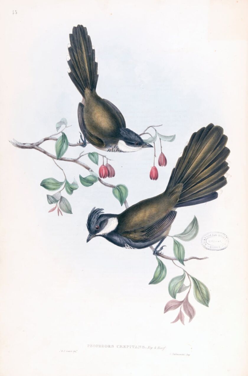Elizabeth Gould: 19th-century Australian bird illustrations
