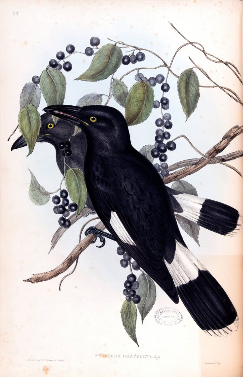 Elizabeth Gould: 19th-century Australian bird illustrations