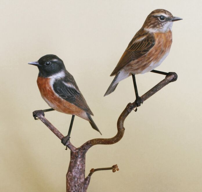 Johan Scherft: hyper-realistic paper and watercolor bird art