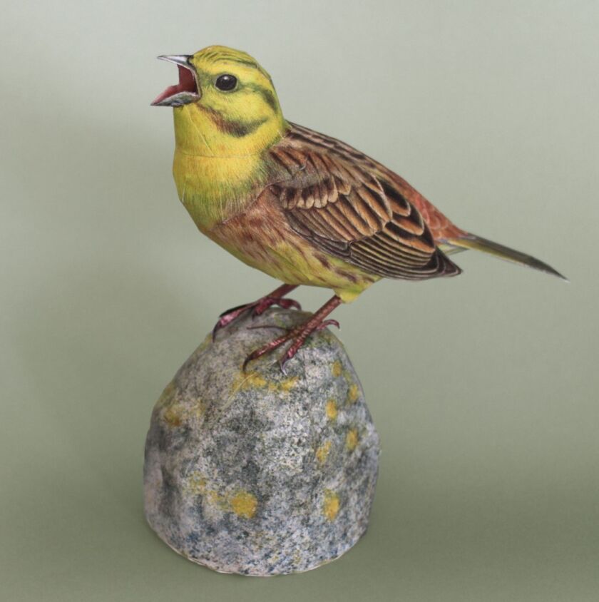 Johan Scherft: hyper-realistic paper and watercolor bird art