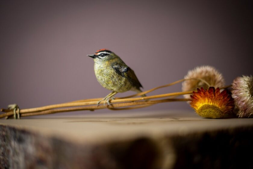 Johan Scherft: hyper-realistic paper and watercolor bird art