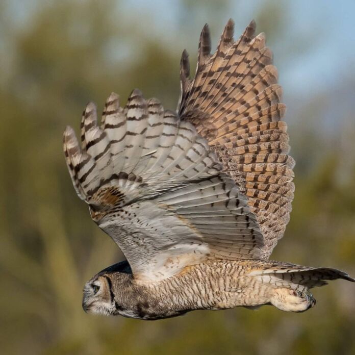 Joe Neely: unforgettable wildlife moment photography — Visualflood