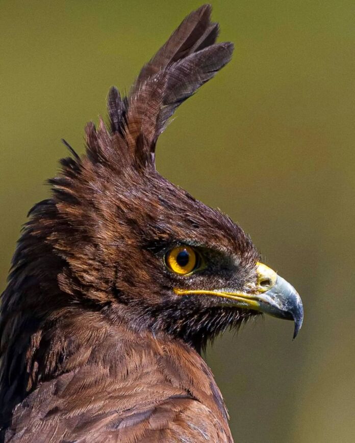 Joe Neely: unforgettable wildlife moment photography — Visualflood