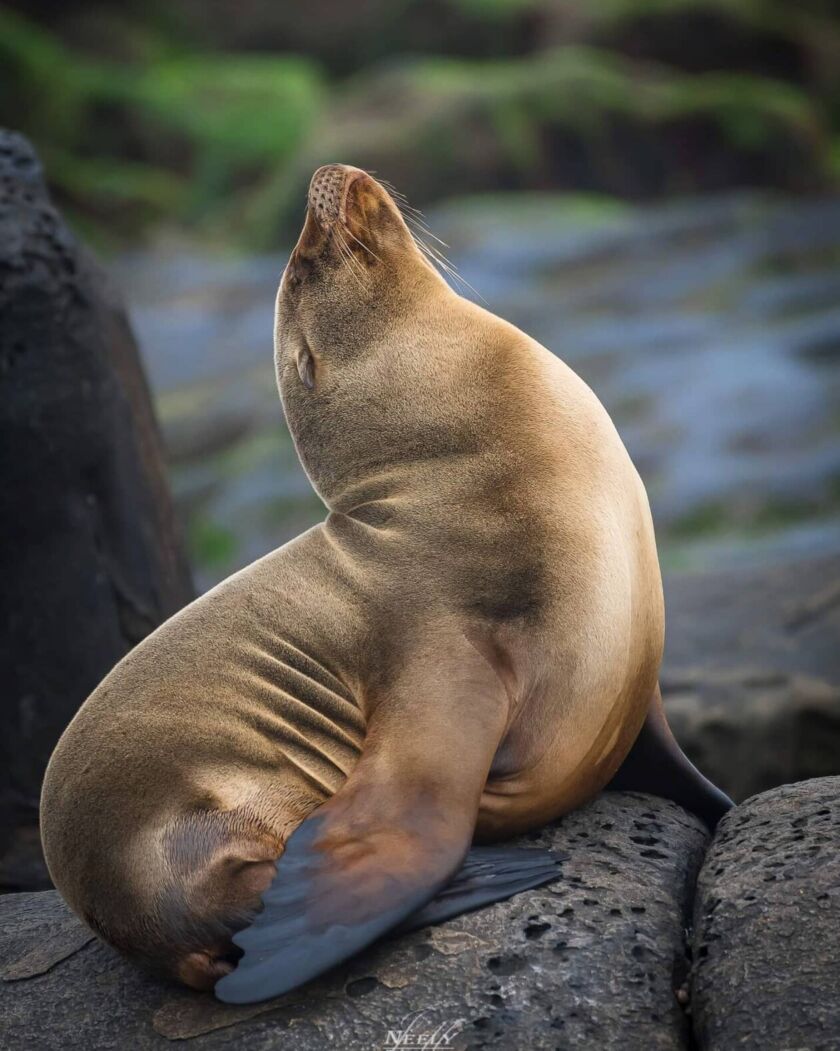 Joe Neely: unforgettable wildlife moment photography — Visualflood